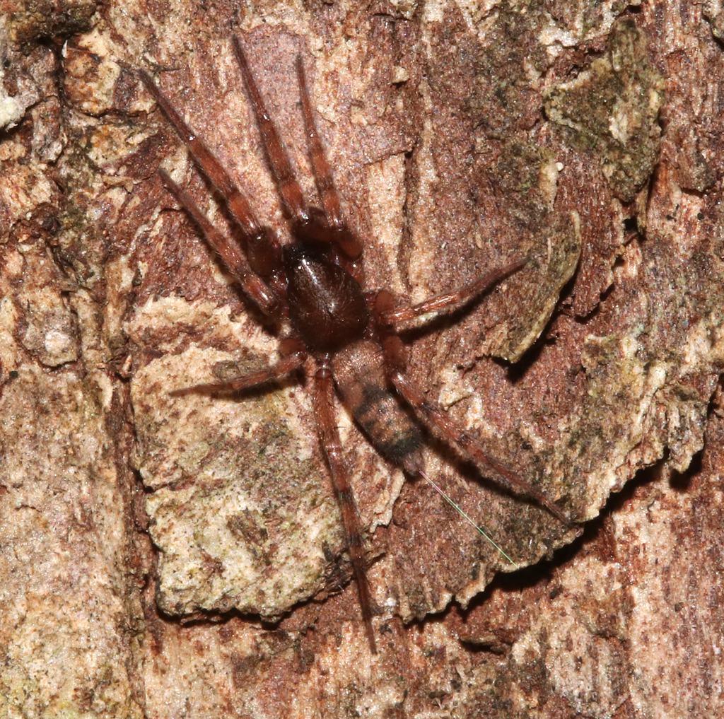 Intruda signata in August 2018 by juliegraham173 · iNaturalist