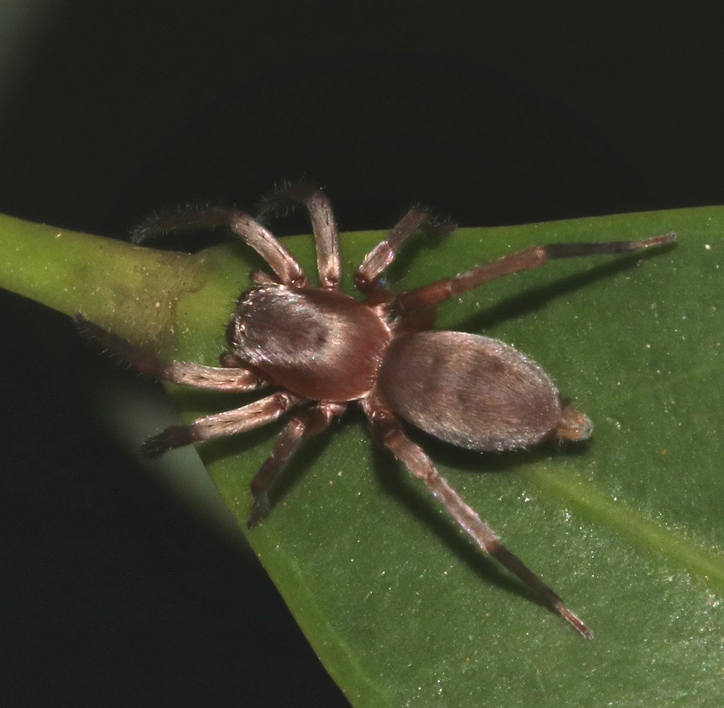 Leafcurling Sac Spiders in April 2018 by juliegraham173 · iNaturalist