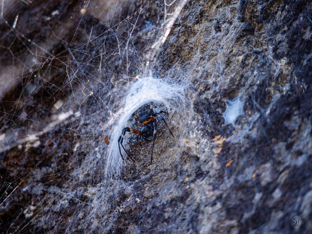 African Hermit Spider from Centenary, Zimbabwe on May 25, 2021 at 01:48 ...