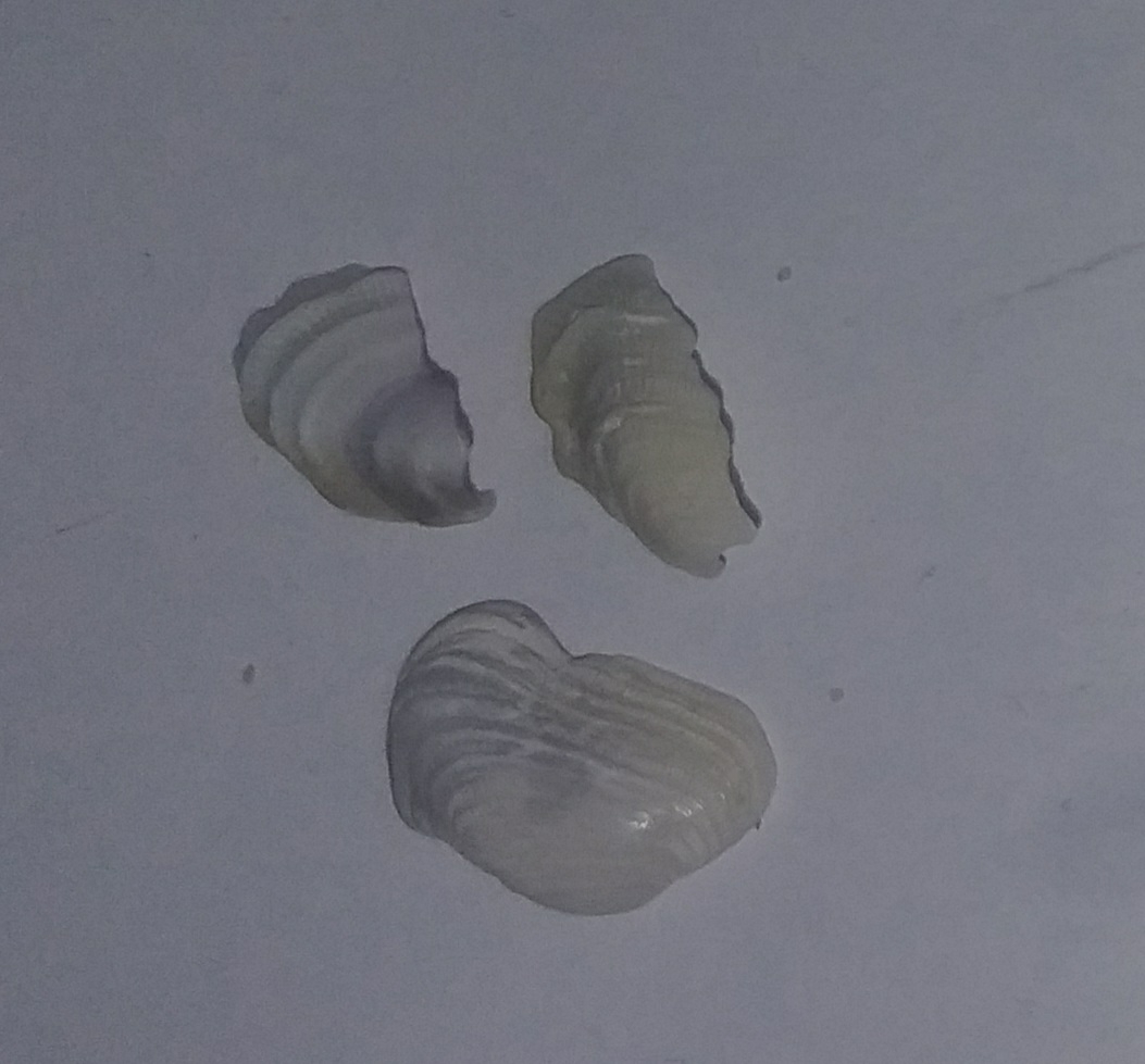 Irus irus (Linnaeus, 1758)