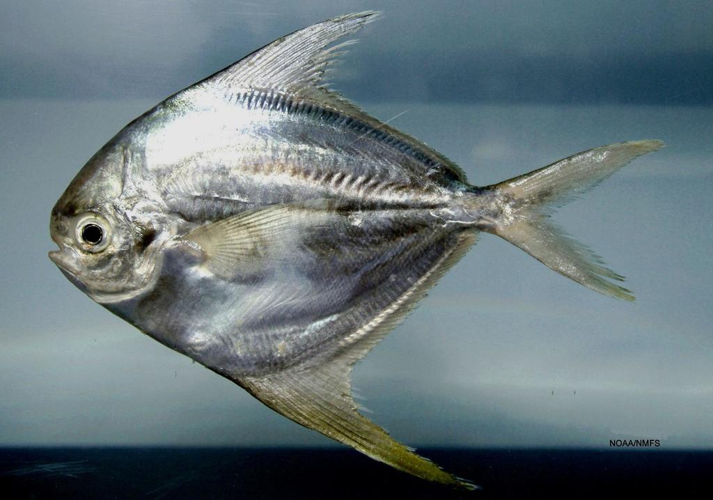 Harvestfish (Peprilus paru) - Marine Life Identification