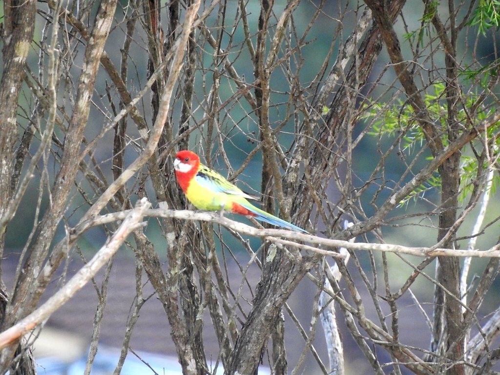 Eastern Rosella from Shoalhaven - Pt A, AU-NS, AU on June 4, 2021 at 11 ...
