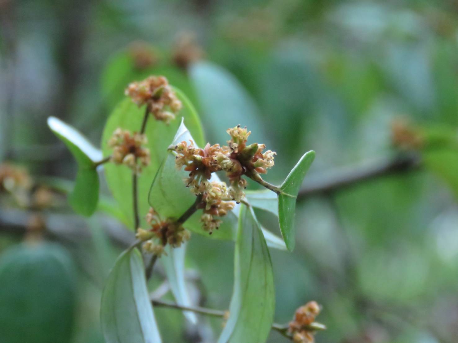 Lindera aggregata (Sims) Kosterm.