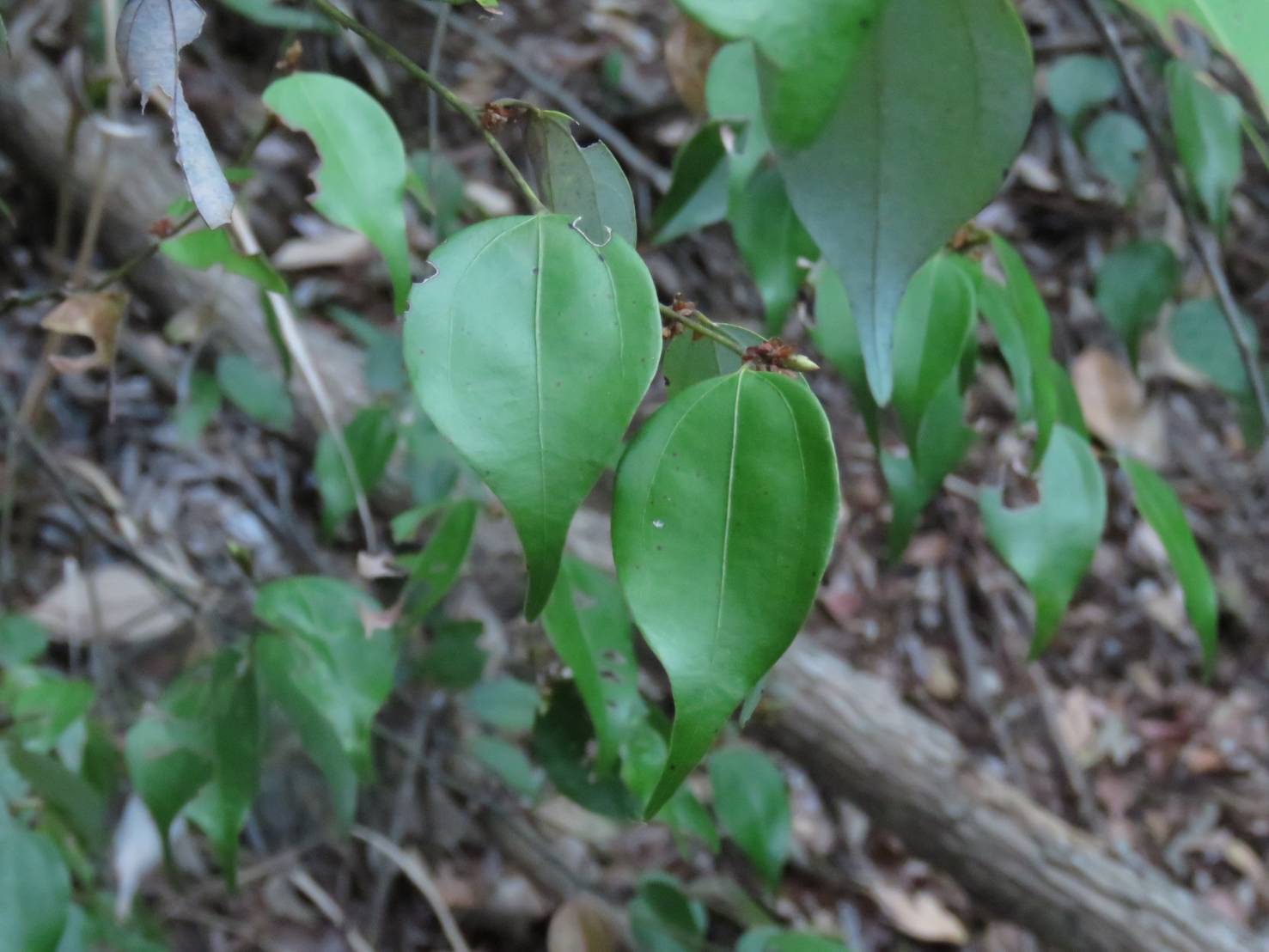 Lindera aggregata (Sims) Kosterm.