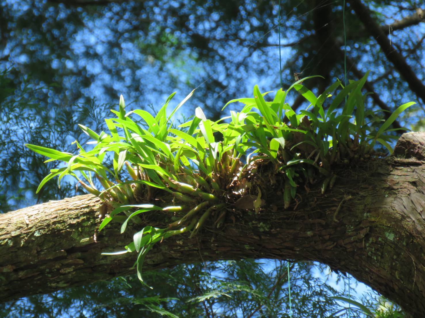 Pinalia amica (Rchb.f.) Kuntze