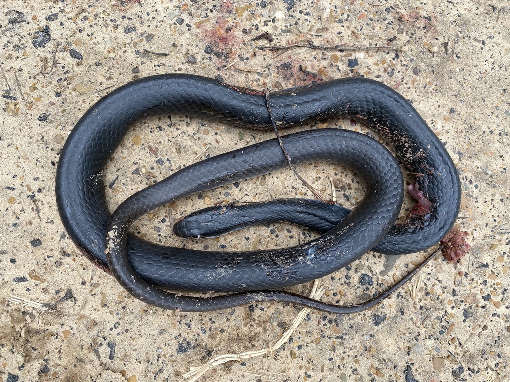 Southern Black Racer from Camp Maxey, Powderly, TX, US on June 02, 2021 ...