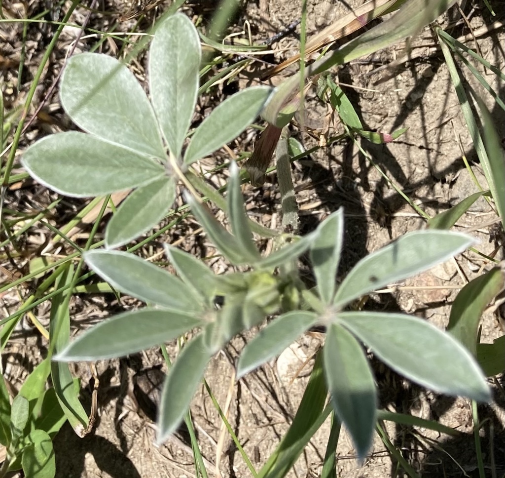 silvery scurfpea from Audubon National Wildlife Refuge, Coleharbor, ND ...