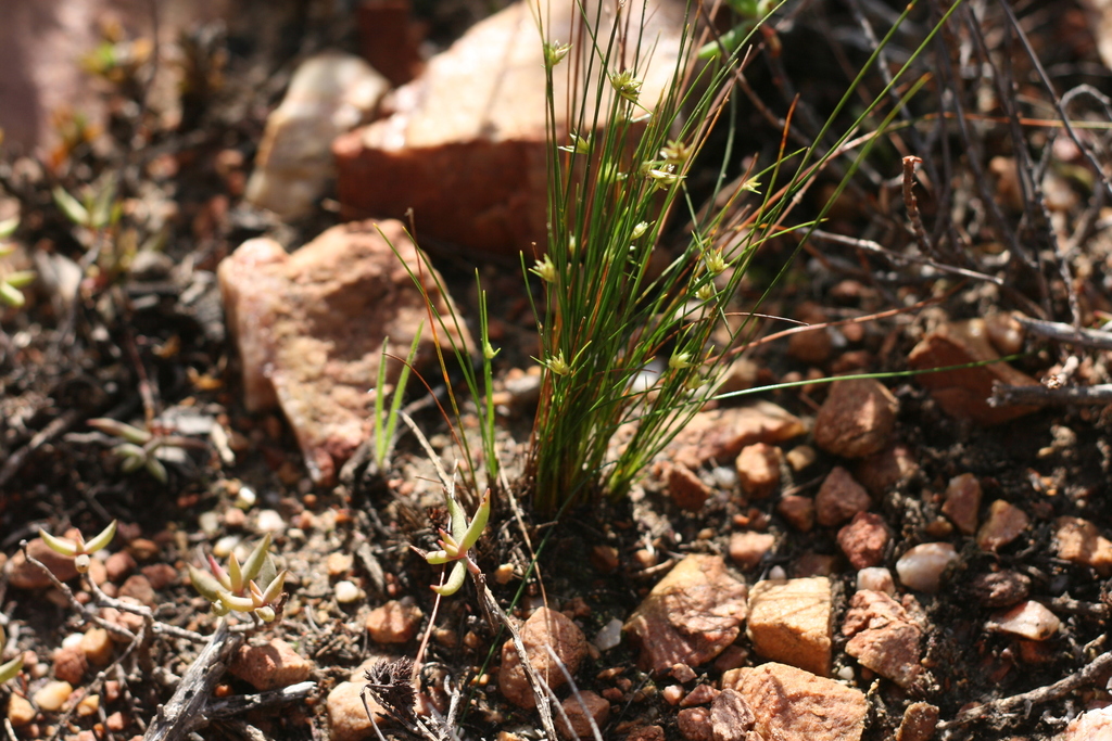 Ficinia albicans from Walmer, Gqeberha, South Africa on June 04, 2021 ...