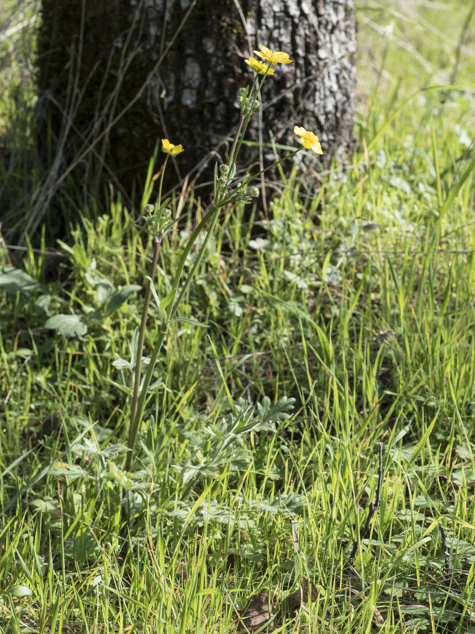 Ranunculus canus Benth.