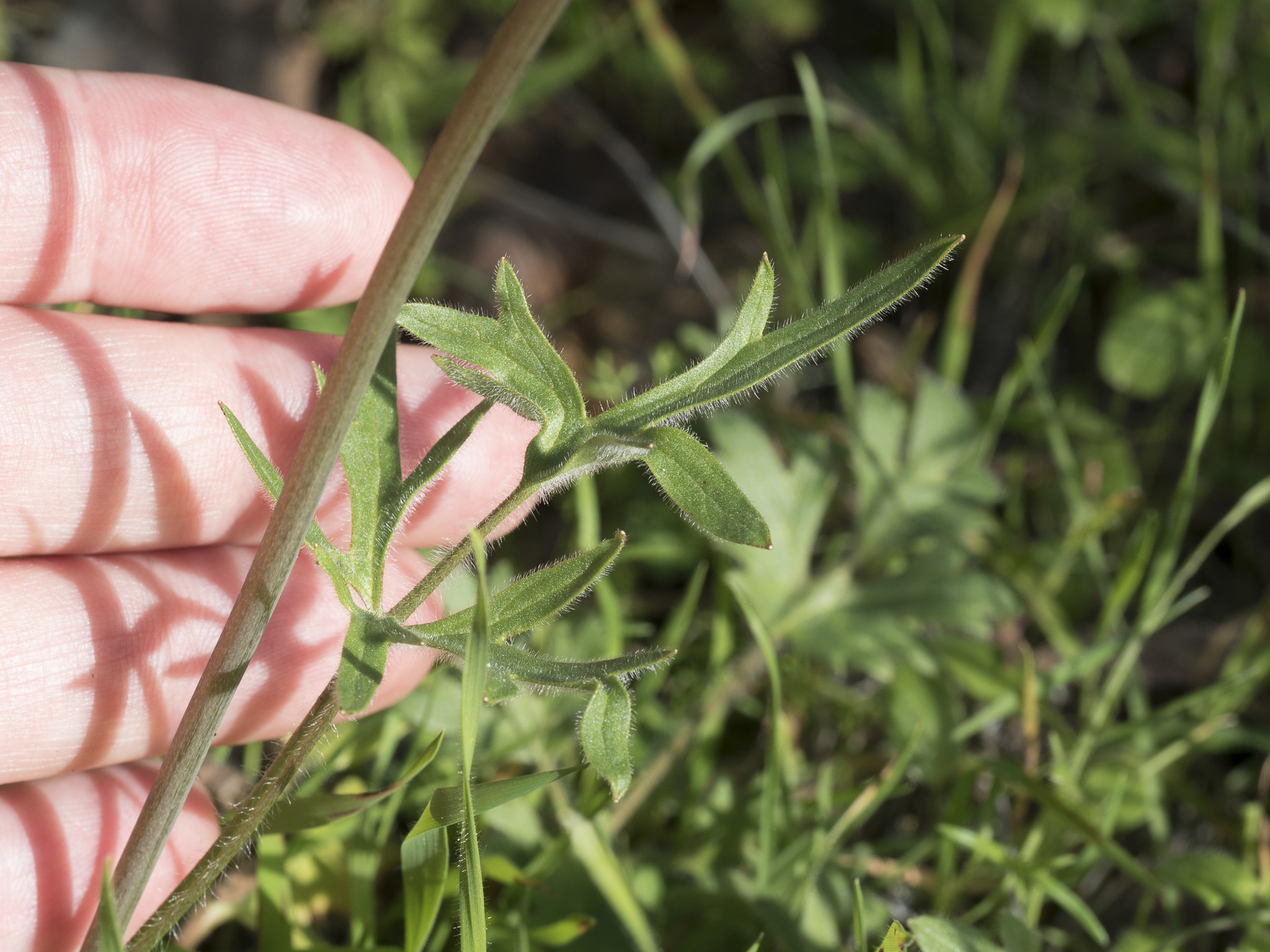 Ranunculus canus Benth.