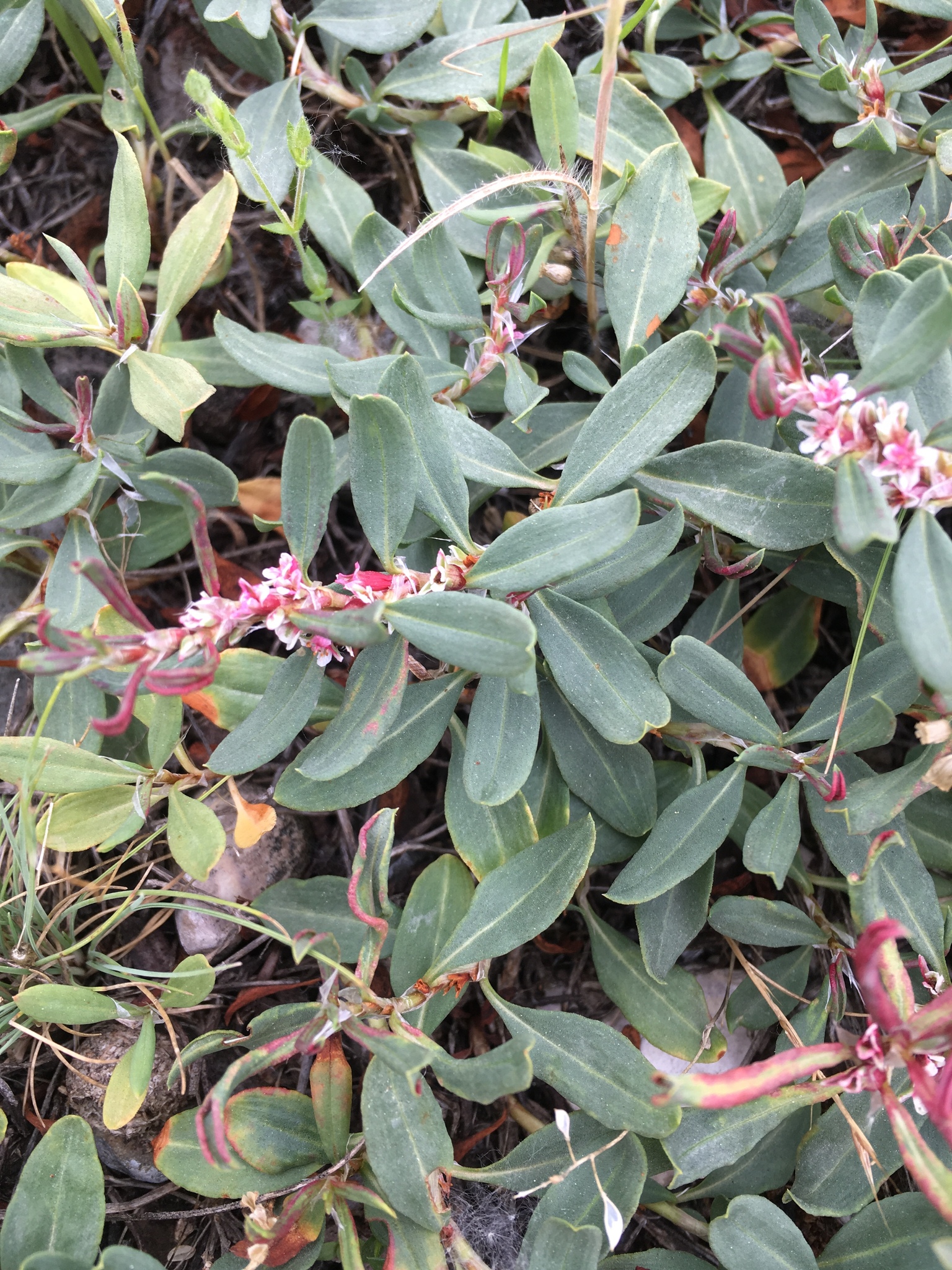 Polygonum cognatum Meisn.