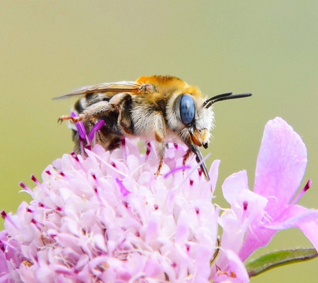 Apine Bees from Sant Feliu de Codines on June 04, 2021 by LaiaGuàrdia ...