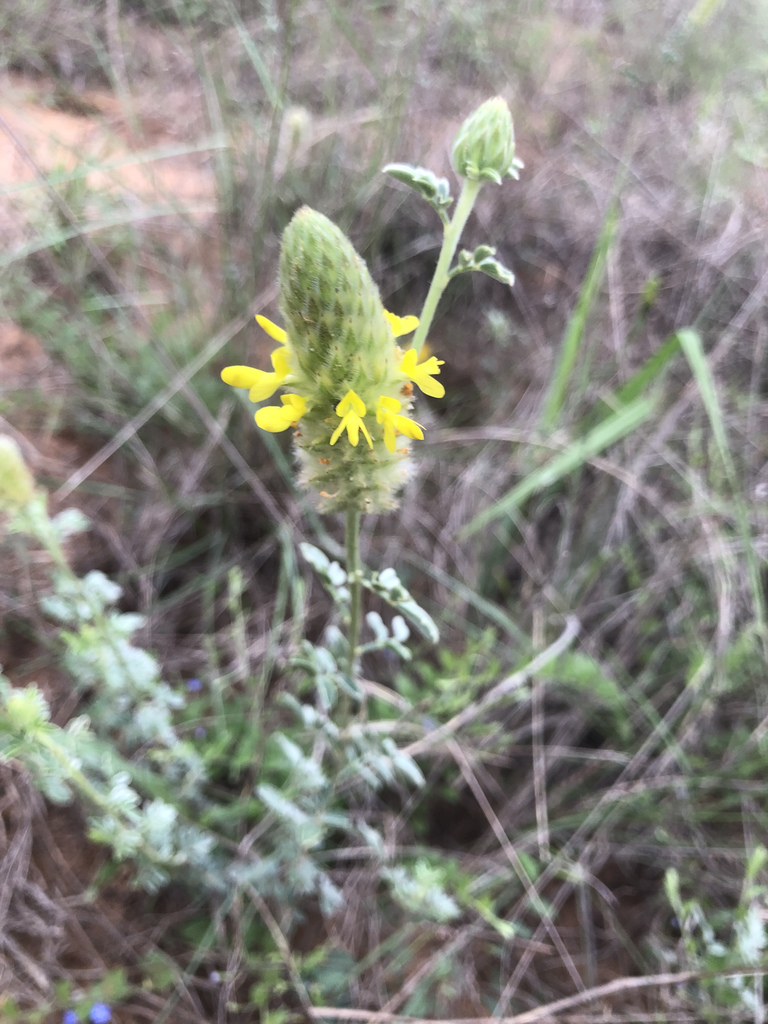 Golden Prairie Clover from Hebbronville, TX, US on June 3, 2021 at 09: ...