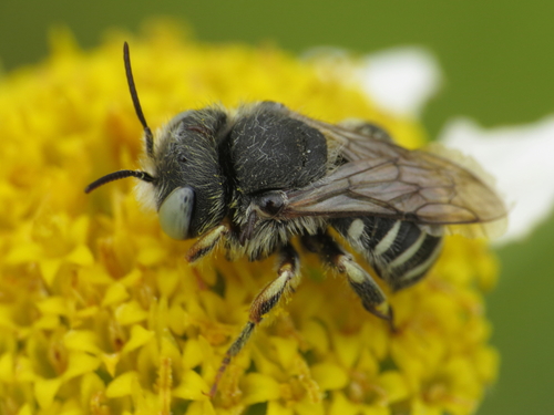 Schulthess' Small-Carder Bee (Afranthidium schulthessii) · iNaturalist