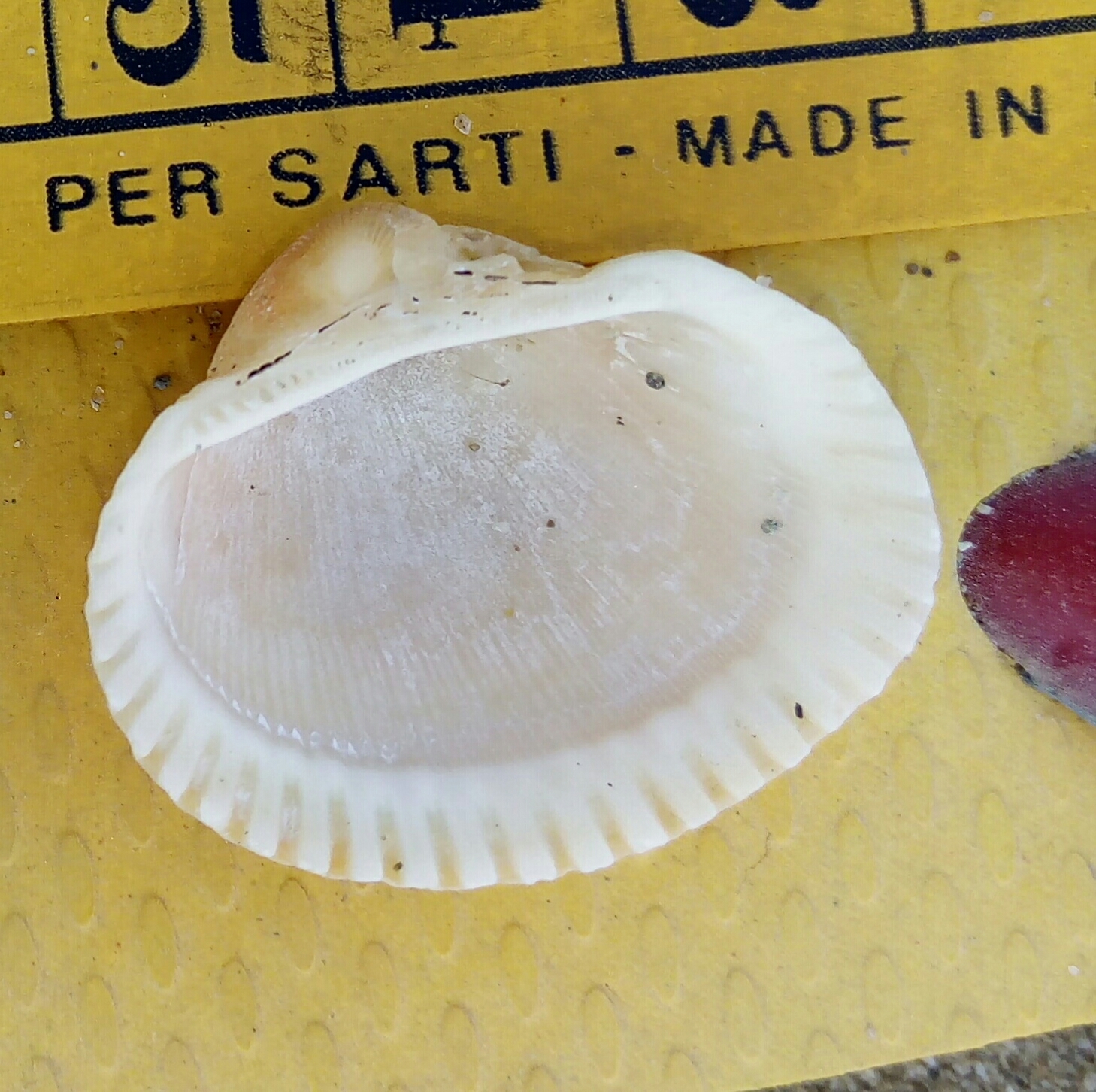 Anadara corbuloides (Monterosato, 1881)