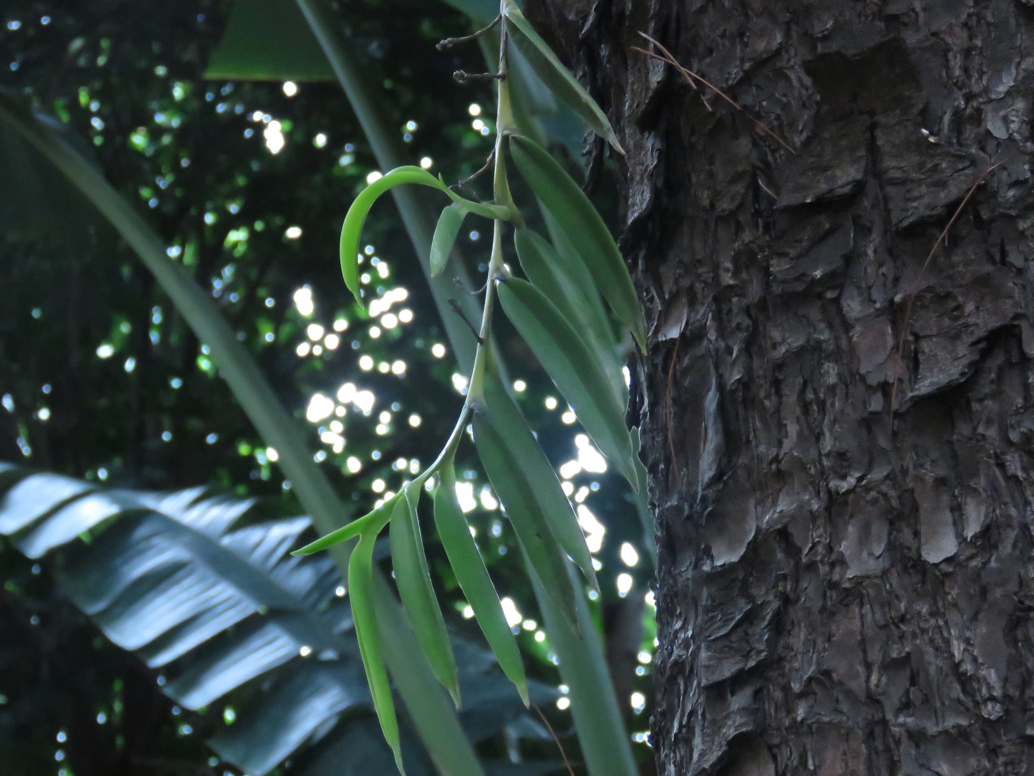 Thrixspermum subulatum (Blume) Rchb.f.