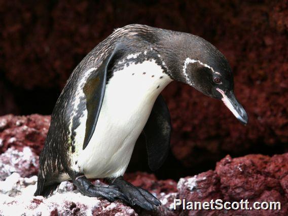 Penguins (Spheniscidae) - Avian Discovery