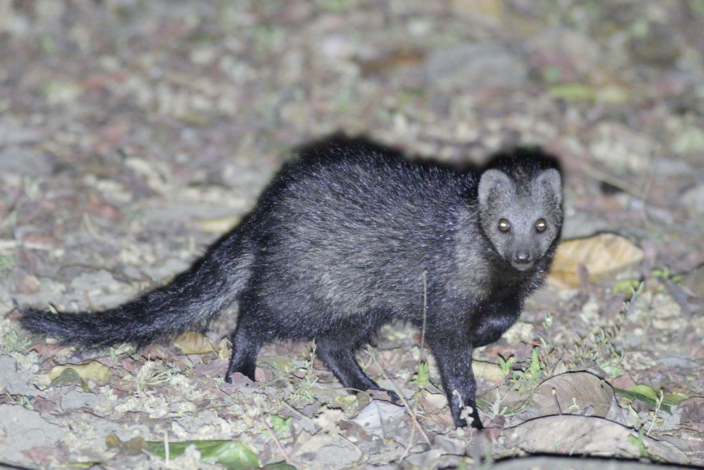 White-tailed Mongoose (Ichneumia albicauda) - Know Your Mammals