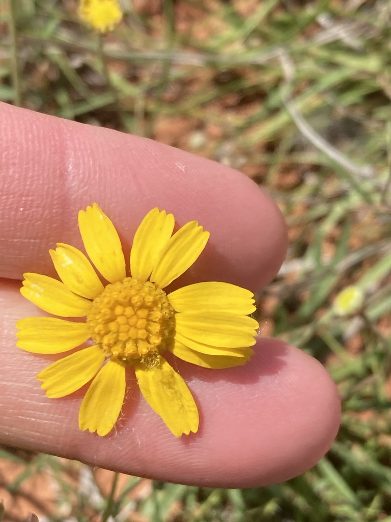 Stemmy Four-nerved Daisy from EW-32, Fort Supply, OK, US on June 4 ...