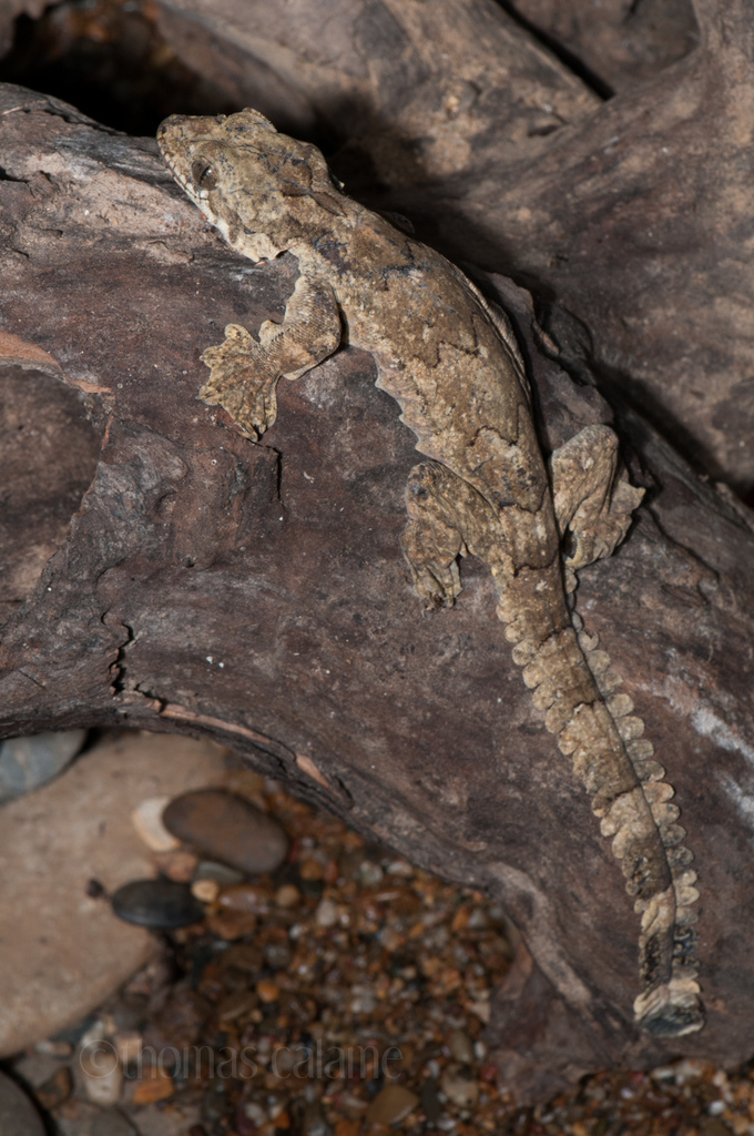 Smooth-backed Gliding Gecko from Hinhurp, LA-VI, LA on October 27, 2010 ...