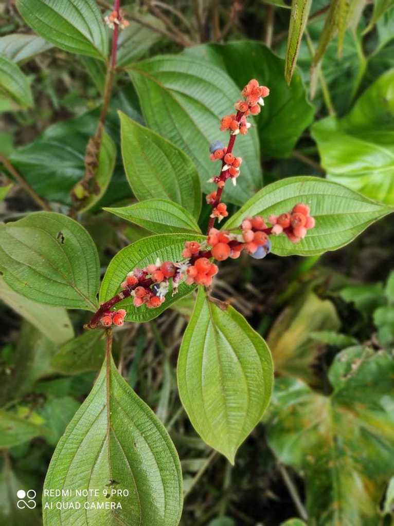 Miconia nervosa from Pedro Vicente Maldonado, Ecuador on May 18, 2021 ...
