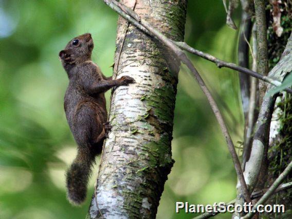 Amazon Dwarf Squirrel (Microsciurus flaviventer) - Know Your Mammals