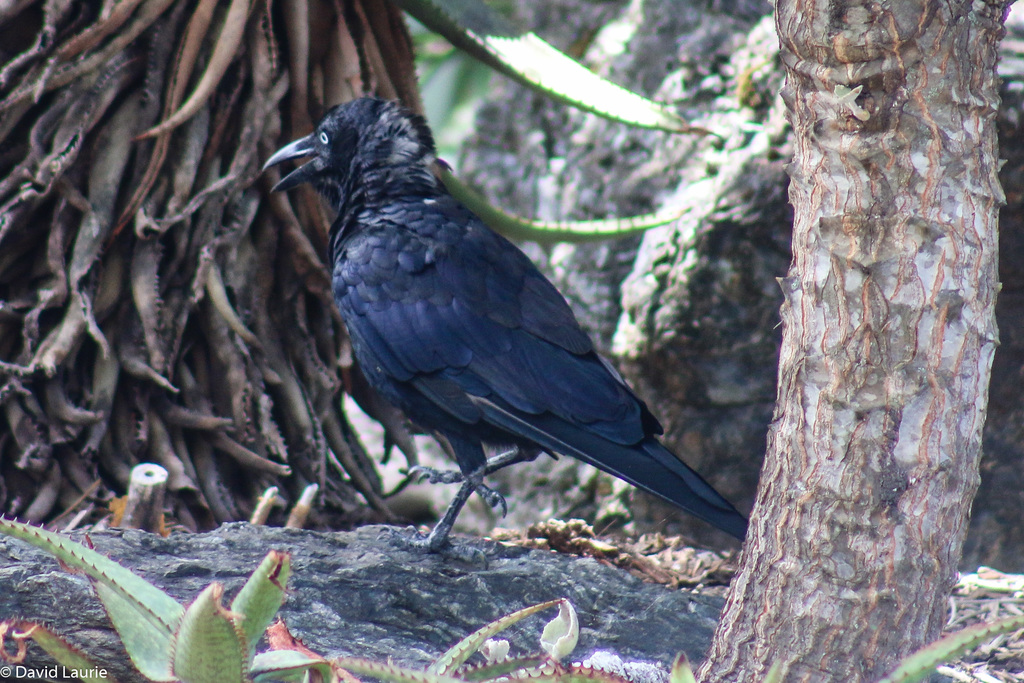 Crows and Ravens from 152 Mount Coot Tha Rd, Toowong QLD 4066 ...