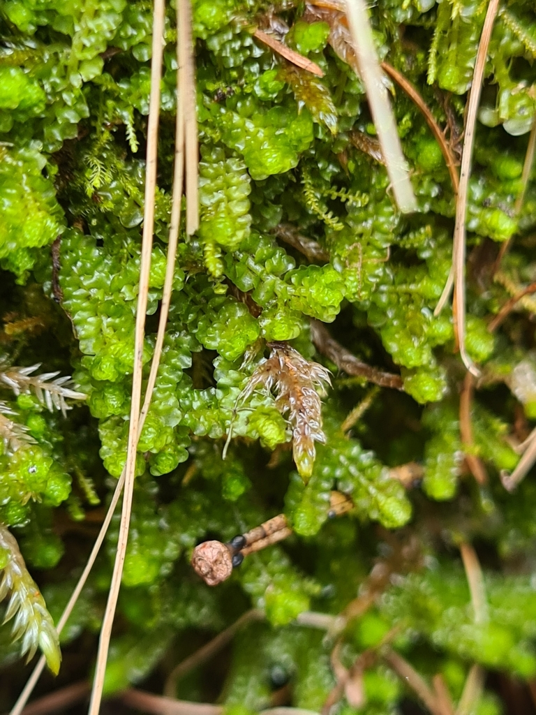 Large Notchwort (Trilophozia quinquedentata) - Botanical Realm