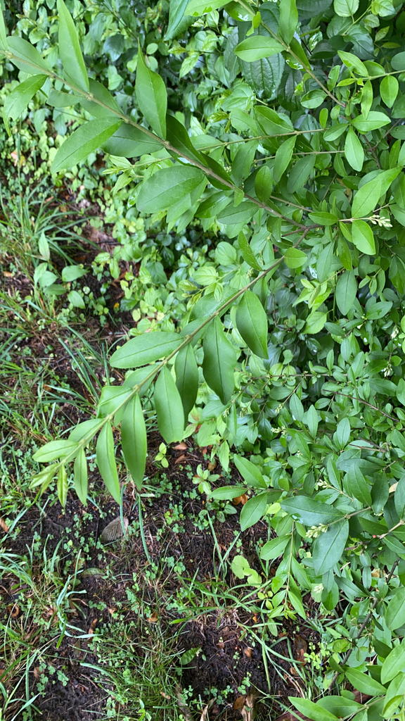 border privet from Albany on June 4, 2021 at 10:49 AM by Andrew Brunner ...