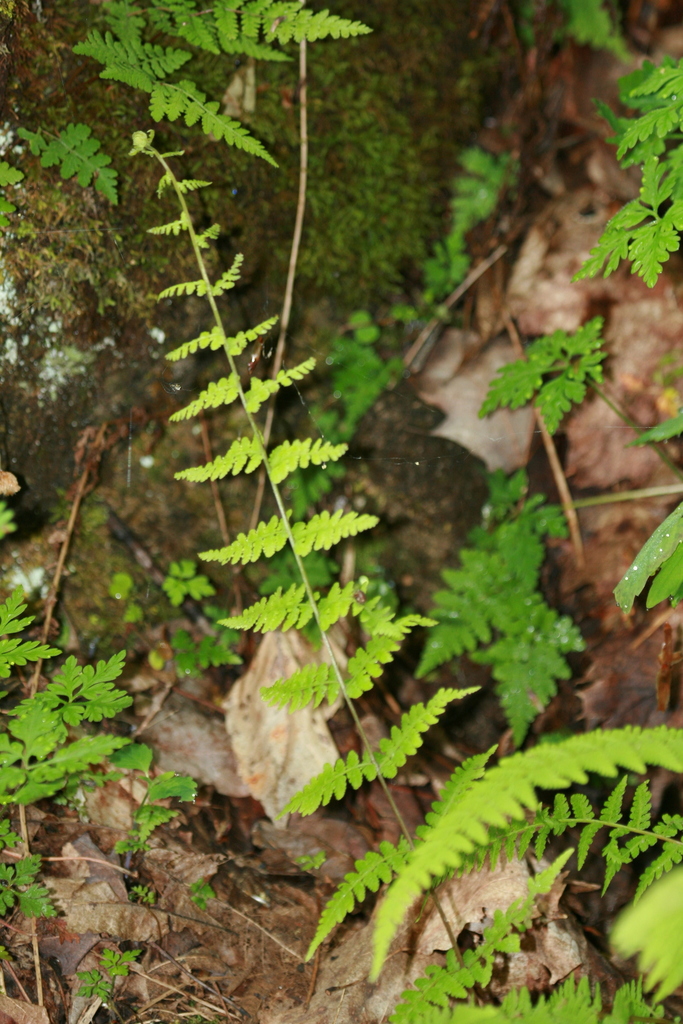 bulblet fern from Halton Hills, ON, Canada on June 04, 2021 at 09:50 AM ...