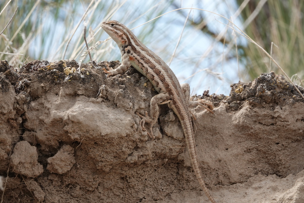 Common Sagebrush Lizard from Pocatello, ID, USA on June 04, 2021 at 11: ...