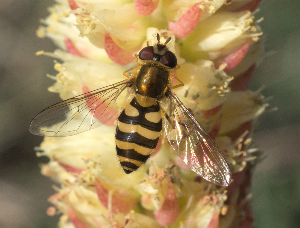 Common Flower Flies from Абзелиловский р-н, Респ. Башкортостан, Россия ...