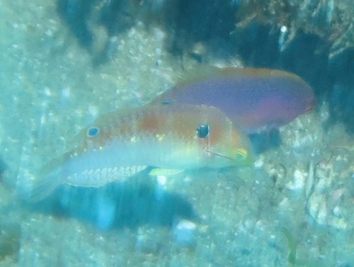 Madagascar Wrasse (Macropharyngodon vivienae) · iNaturalist