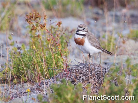 Double-banded Plover in January 2012 by Scott Bowers. See http://www ...