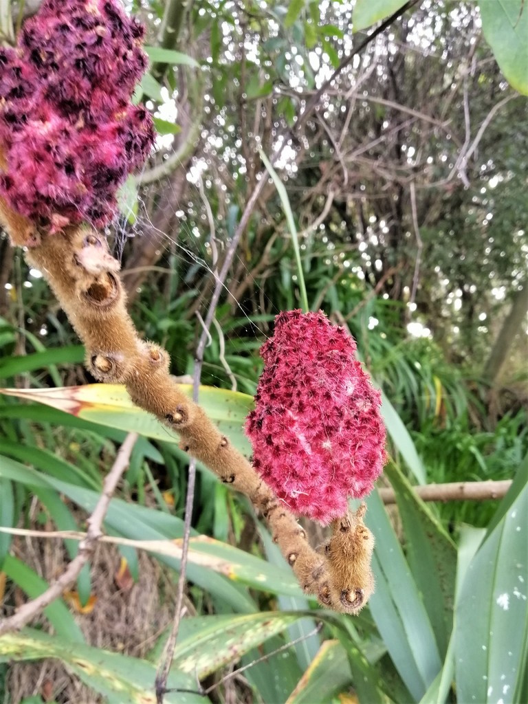 staghorn sumac from Awapuni, Palmerston North, New Zealand on May 28 ...