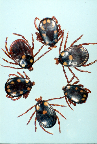 Elephant Tick (Dermacentor circumguttatus) · iNaturalist