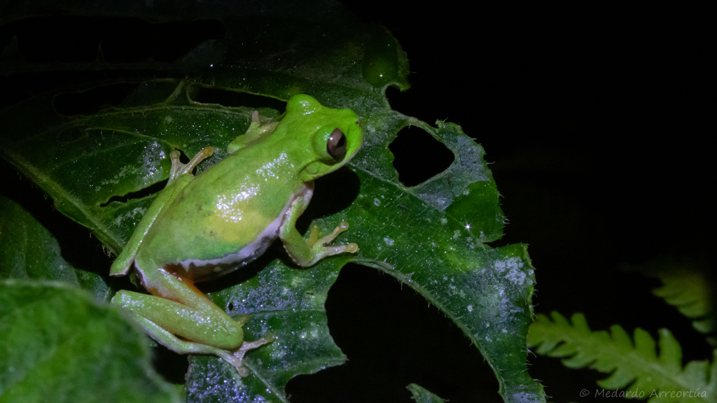 Sierra Juarez Brook Frog from San Felipe Usila, Oax., México on June 02 ...