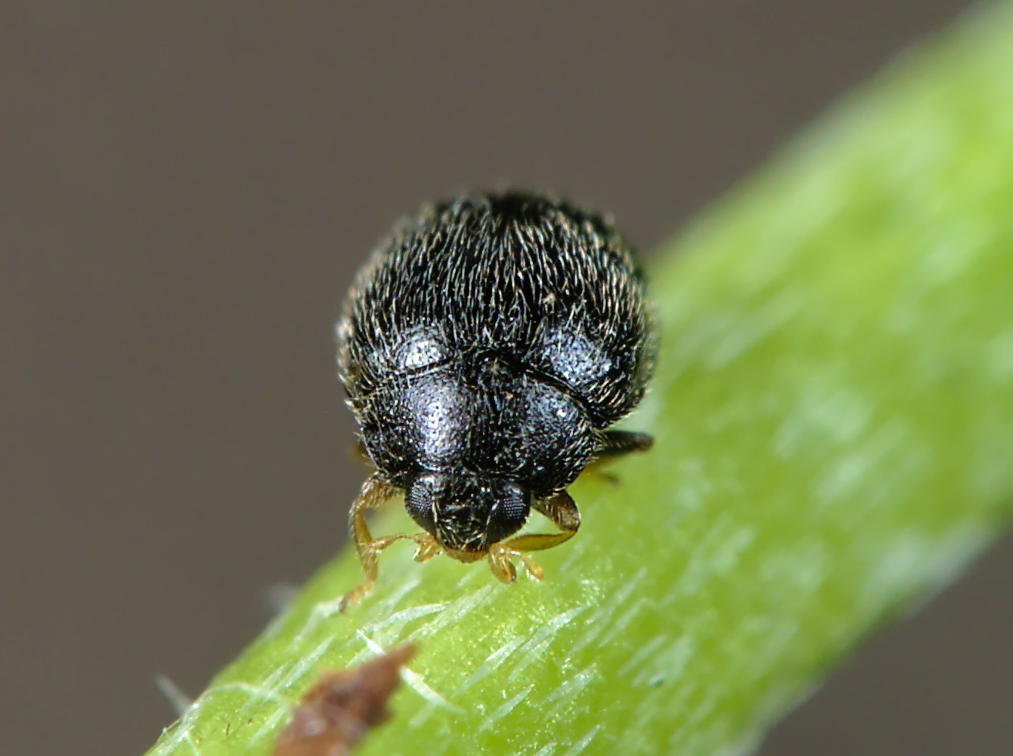 Stethorus pusillus (Herbst, 1797)