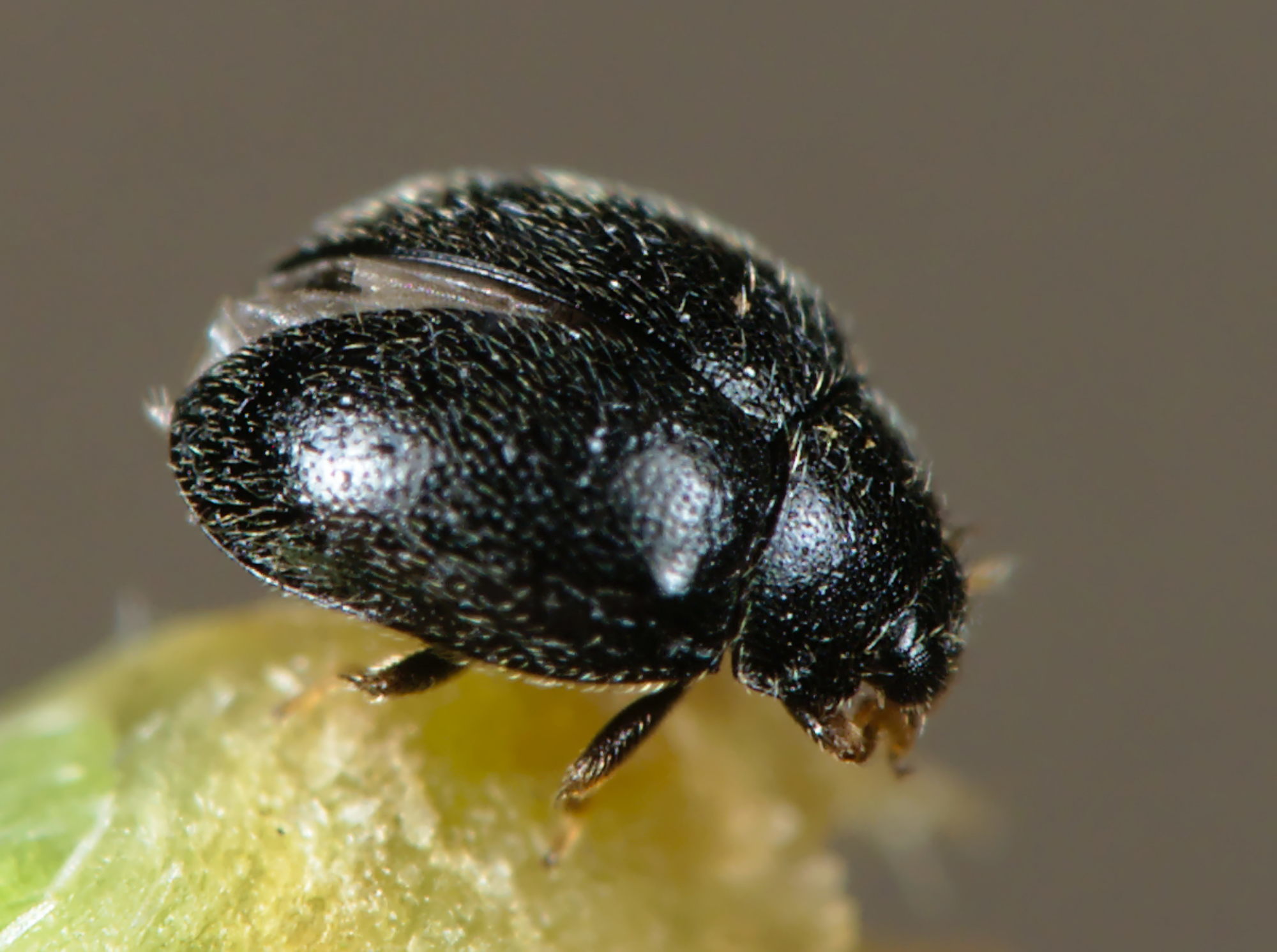 Stethorus pusillus (Herbst, 1797)