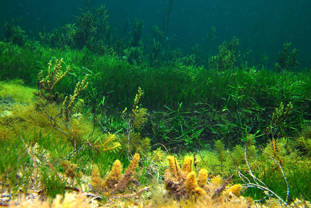 Warty Twig Seaweed from South Australia, Australia on January 6, 2016 ...