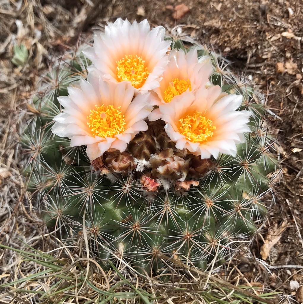 Mountain Ball Cactus from Carson National Forest, Taos, NM, US on June ...