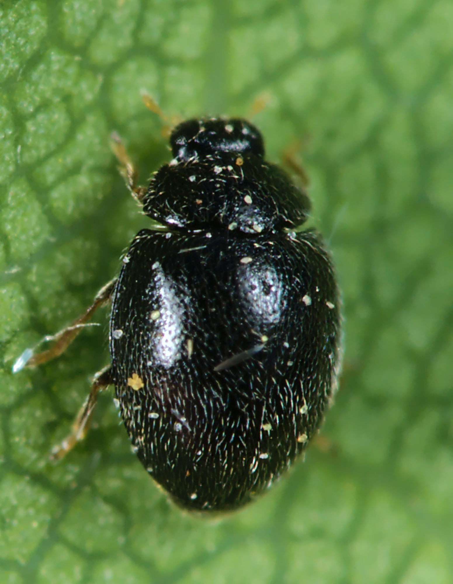 Stethorus pusillus (Herbst, 1797)