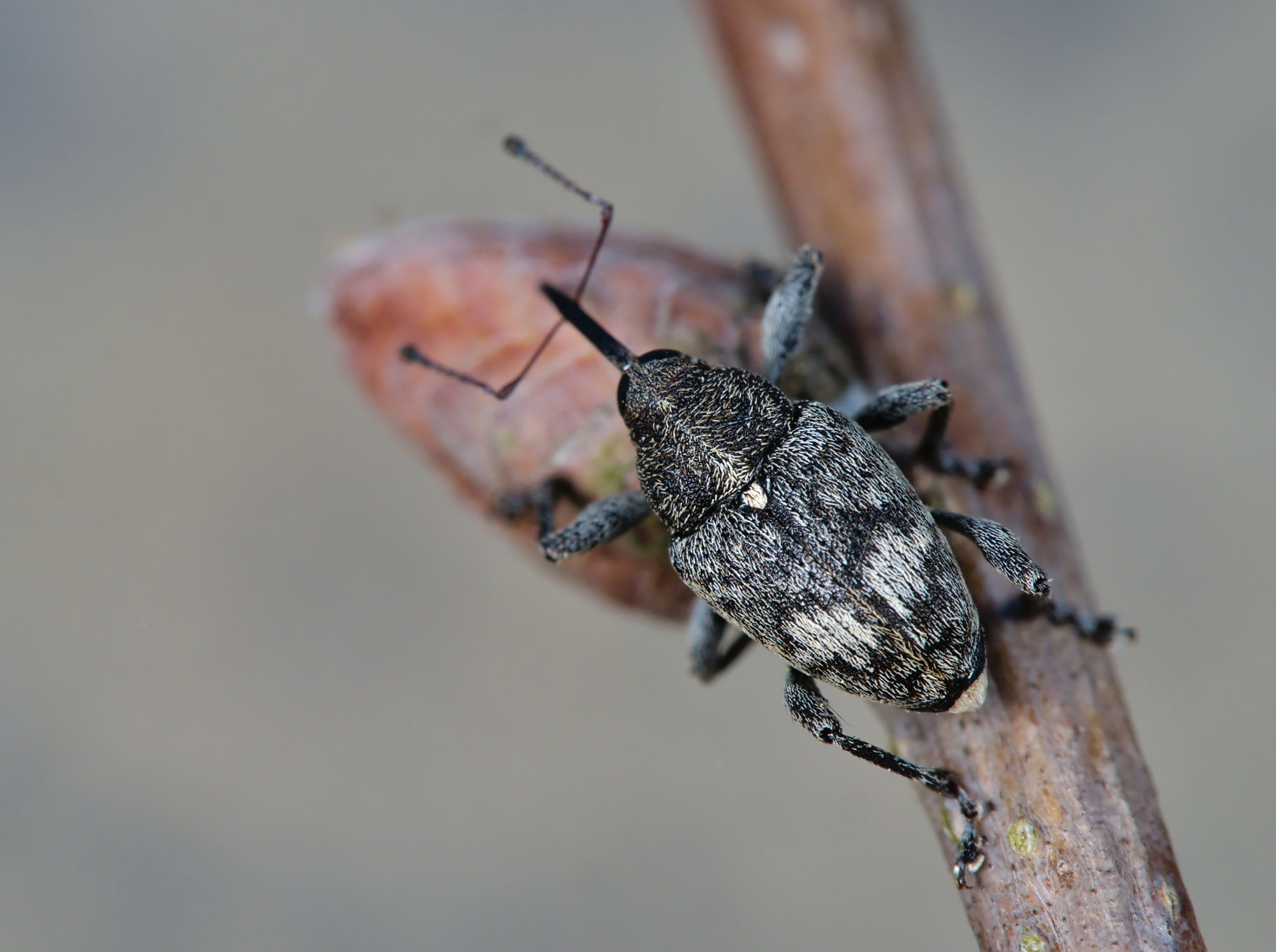 Curculio villosus J.C.Fabricius, 1781