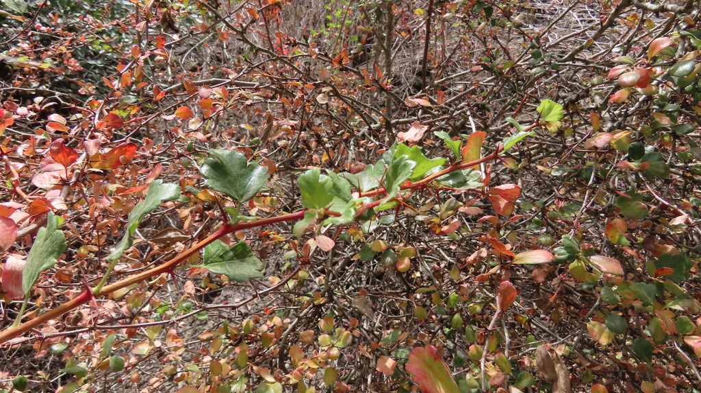 currants and gooseberries from San Diego, California, United States on ...