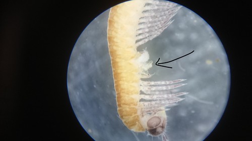 Chordeuma proximum · iNaturalist