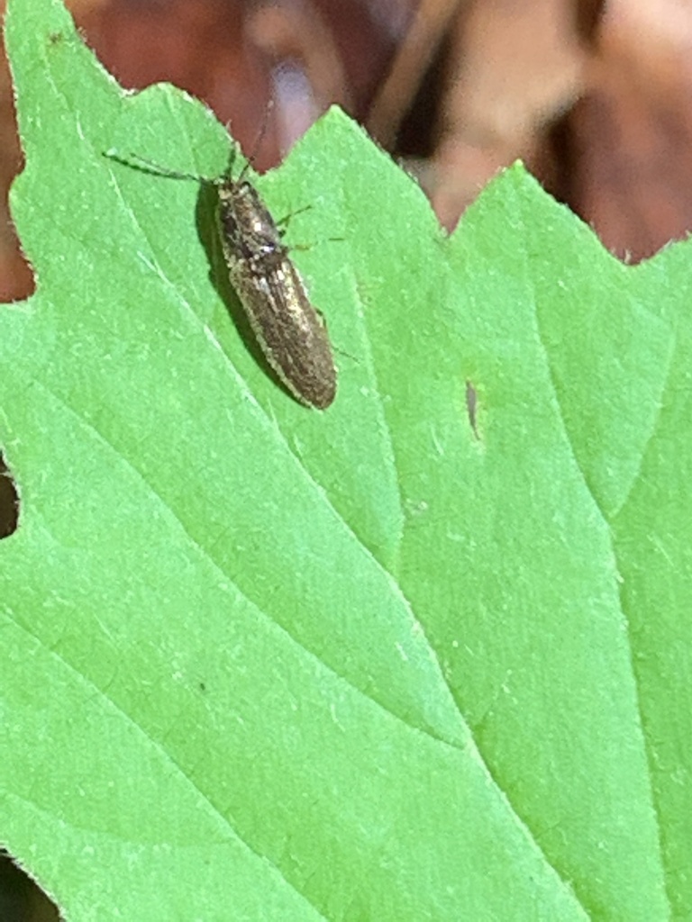 Click Beetles from Fair Haven, VT, US on June 4, 2021 at 01:49 PM by ...