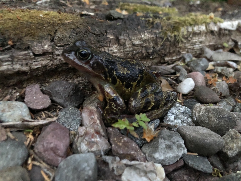 European Common Frog from Brook St, Dundee, Scotland, GB on June 04 ...