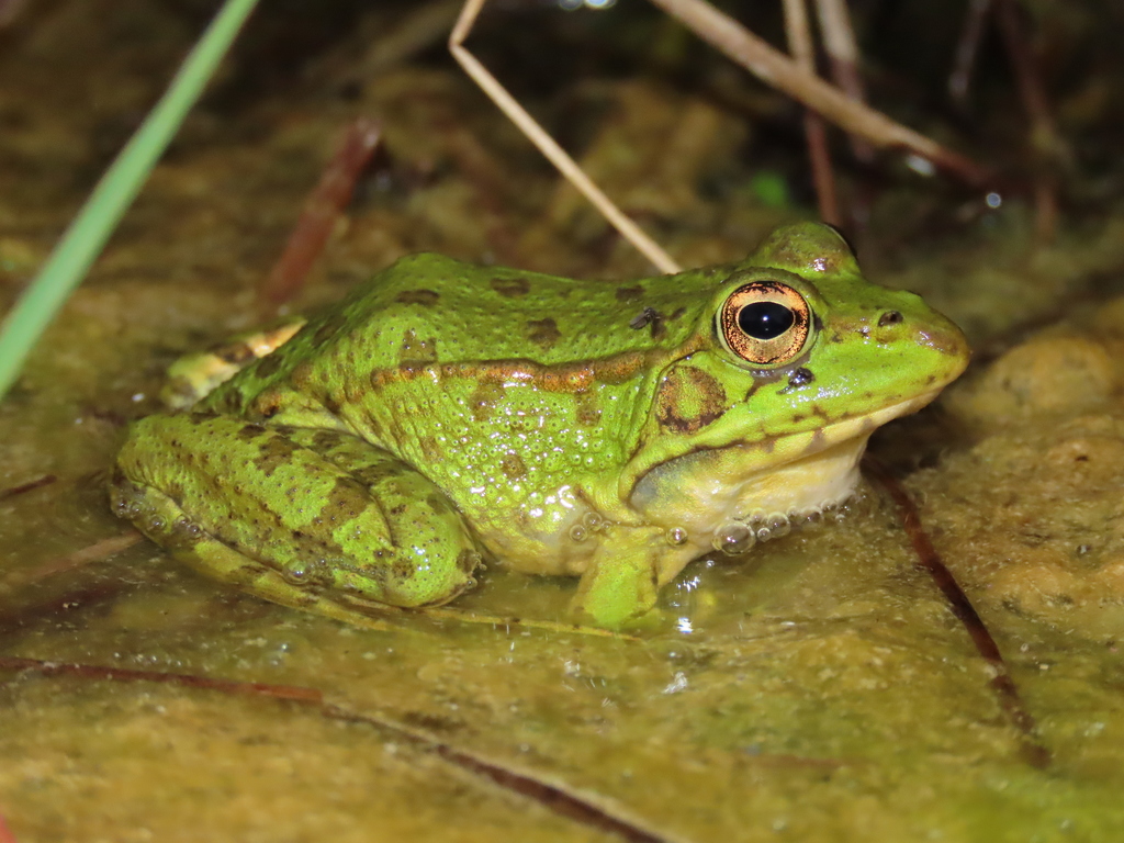 Pelophylax perezi (Madeira eingeführte Arten) · iNaturalist