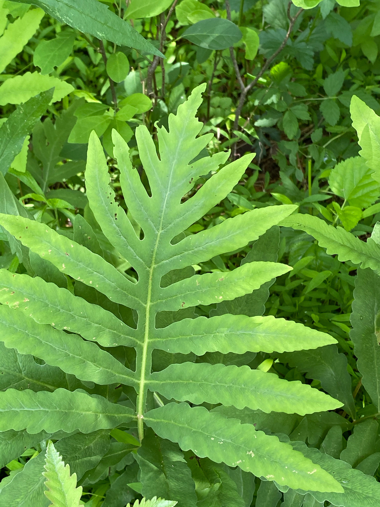 sensitive fern from Mount Airy on June 04, 2021 at 12:45 PM by jah956 ...