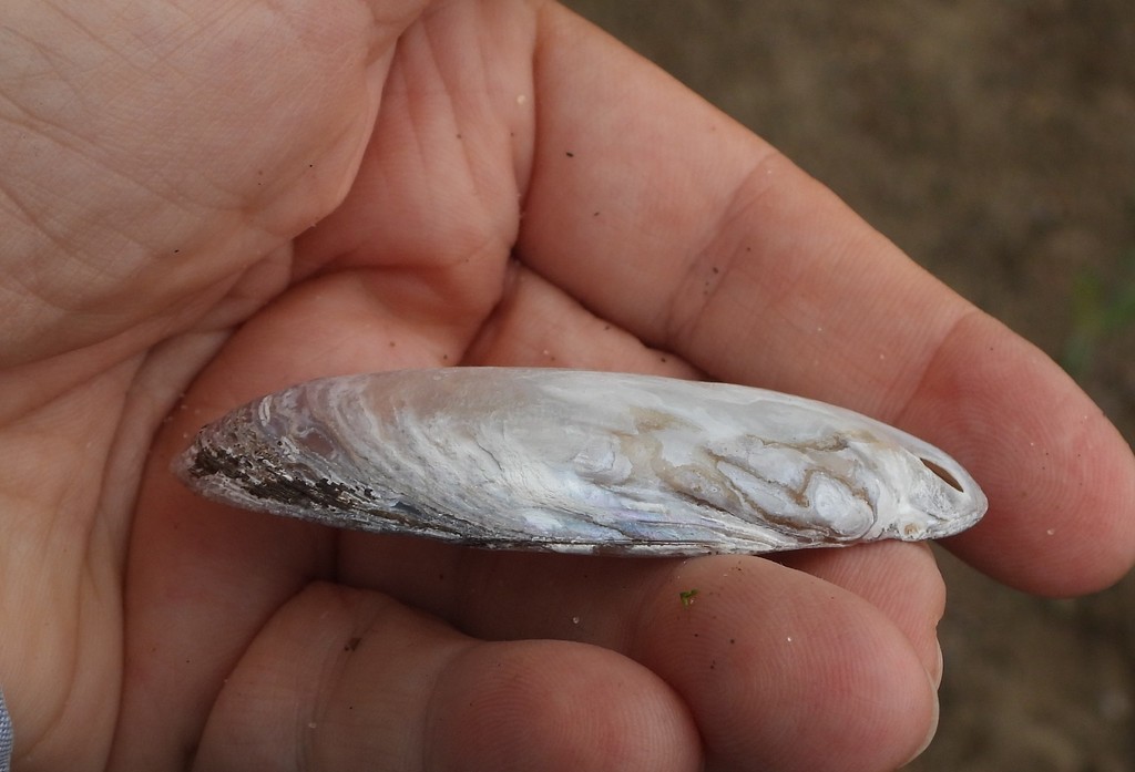 Eastern Elliptio from Dundurn A, Hamilton, ON, Canada on June 04, 2021 ...